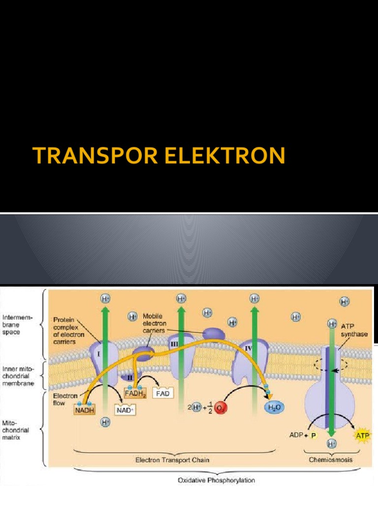 Transpor Elektron | PDF