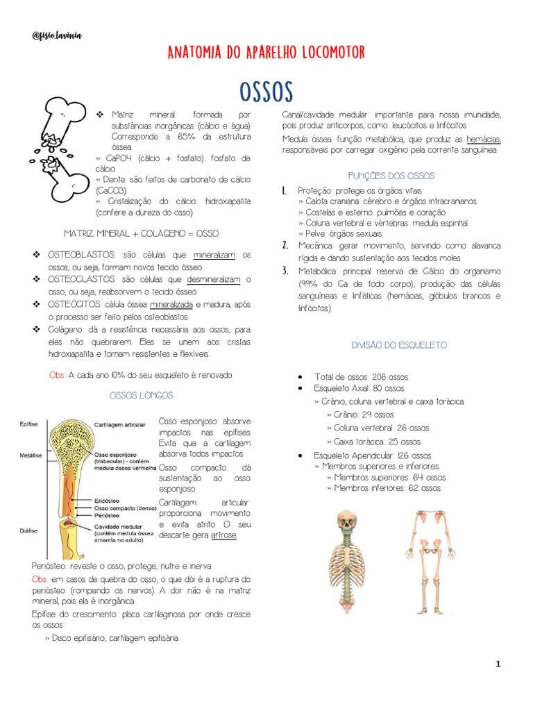 Anatomia Ossos Pdf Osso Esqueleto