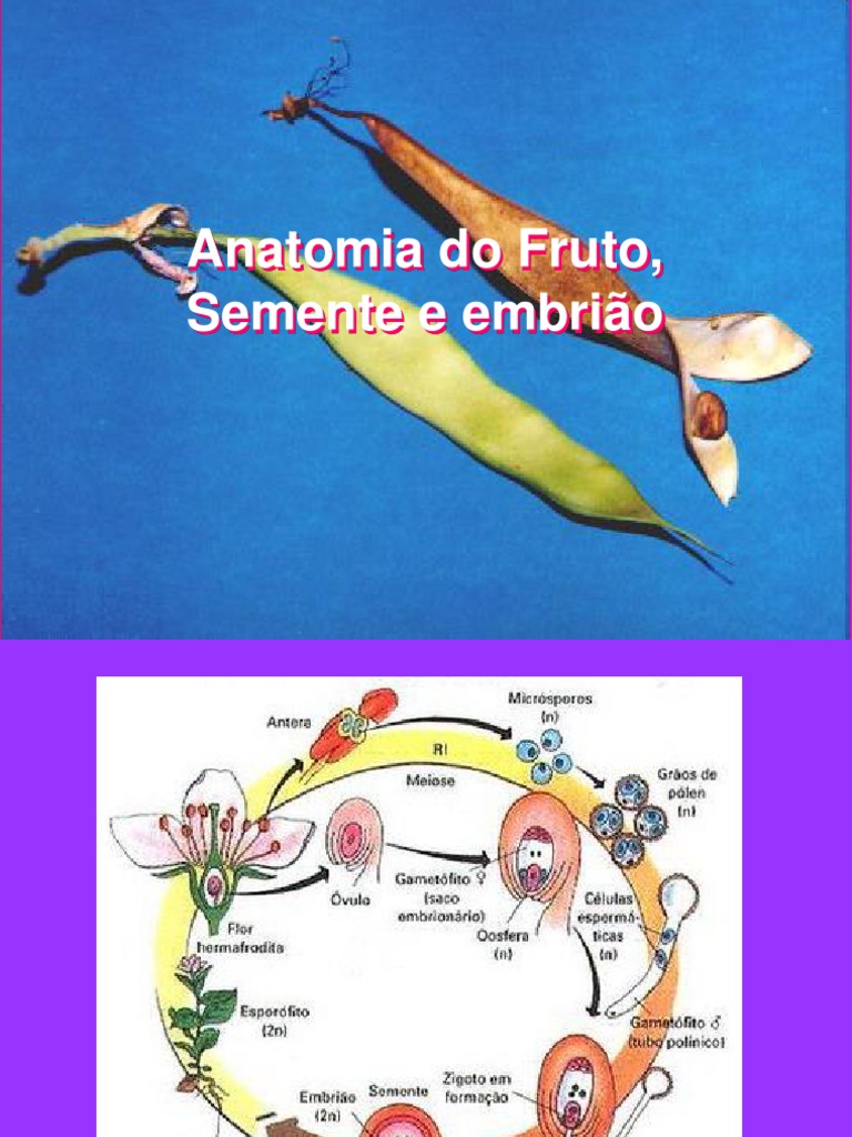 Anatomia Do Fruo e Semente | PDF | Semente | Fruta