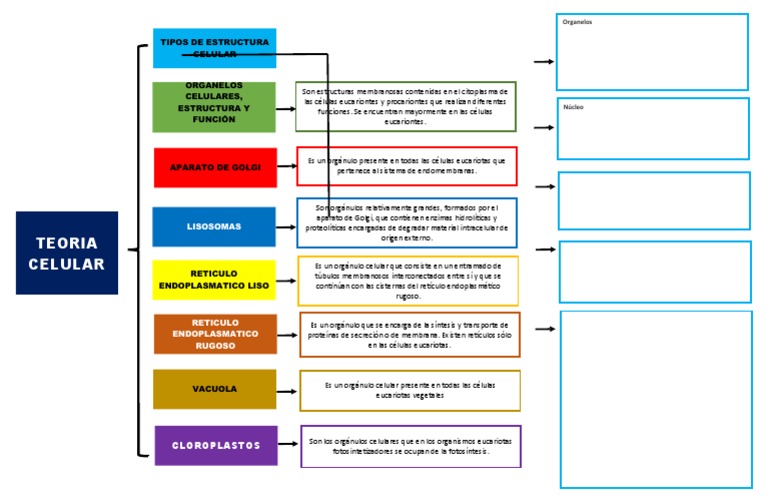 Teoria Celular | PDF | Biología Celular) | Citoplasma