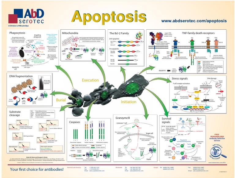 apoptosis-poster | Apoptosis | Earth & Life Sciences