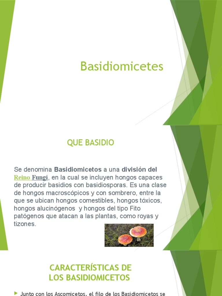 Basidiomicetos | PDF | Ciencia y matemáticas