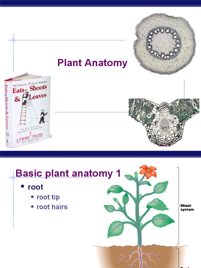 AP Biology: Plant Anatomy Overview | PDF | Tissue (Biology) | Leaf