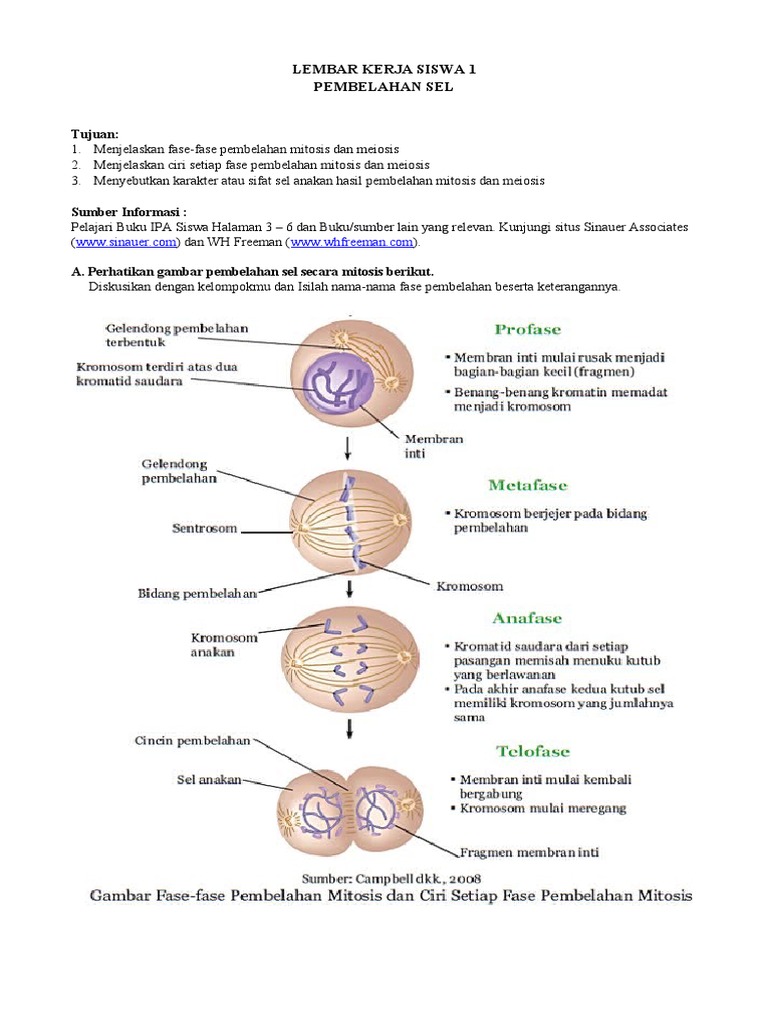 Fase Pembelahan Sel: Mitosis dan Meiosis | PDF | Game & Aktivitas