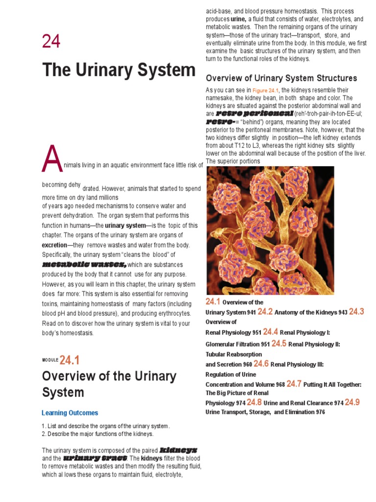 Urinary System | PDF | Kidney | Urinary System