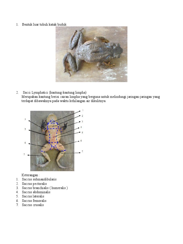 Anatomi Saccus pada Katak Buduk | PDF | Sains & Matematika