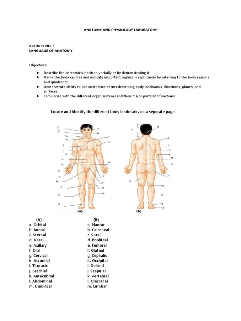 Language of Anatomy | PDF | Abdomen | Human Body