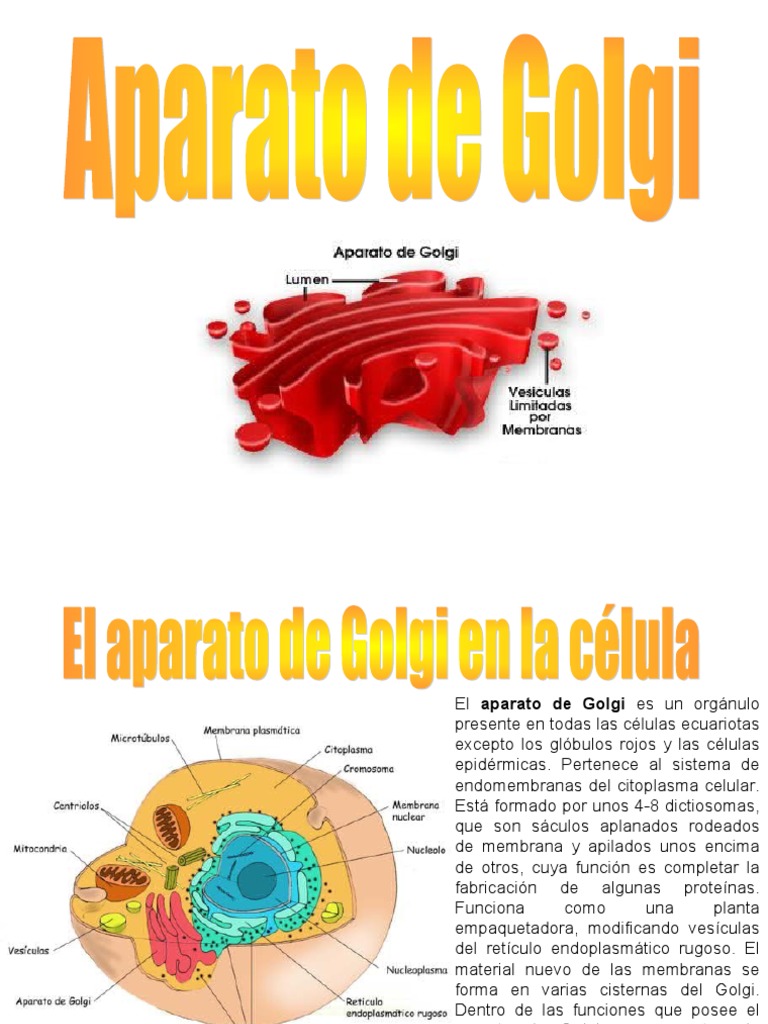 Aparato de Golgi y Lisosomas | PDF | Lisosoma | Citoplasma