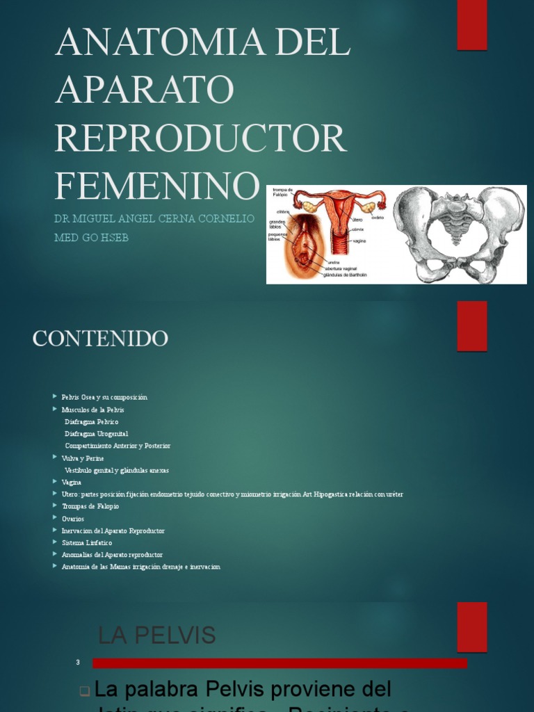 ANATOMIA DEL APARATO REPRODUCTOR FEMENINO Urp 2020 1 | PDF | Pelvis | Anatomía humana