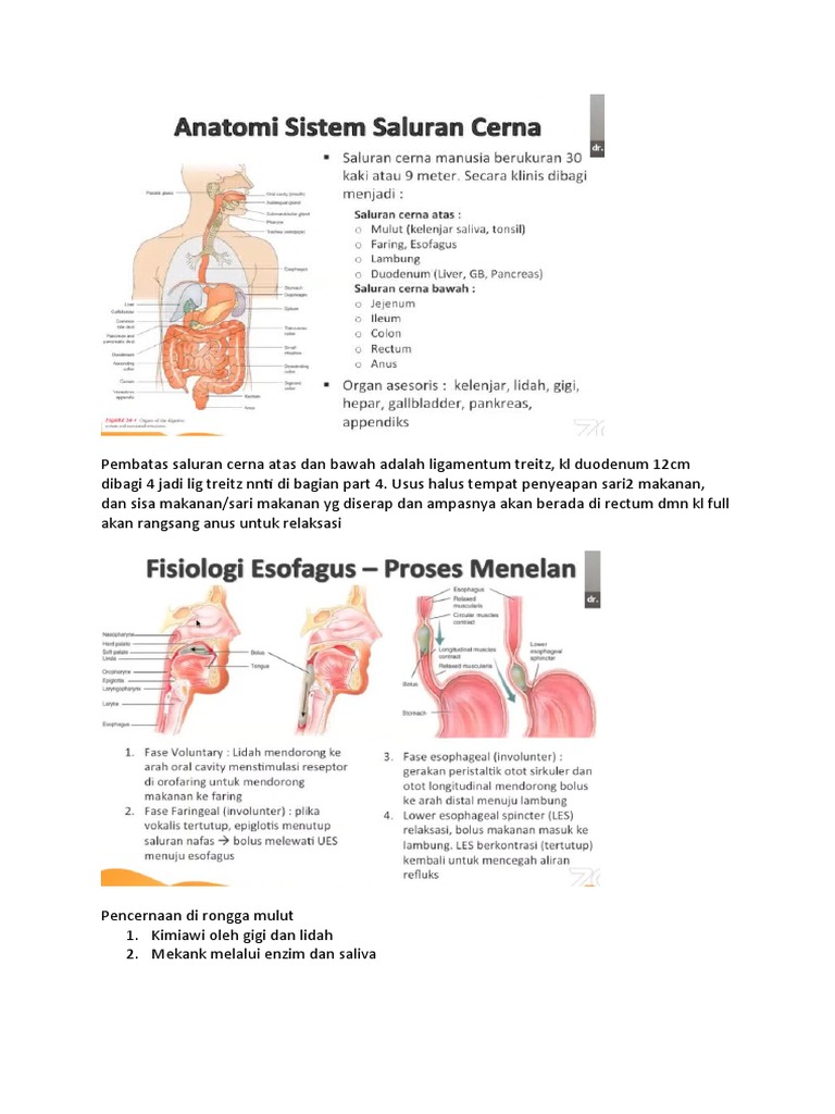 Pembatas Saluran Cerna Atas Dan Bawah Adalah Ligamentum Treitz | PDF