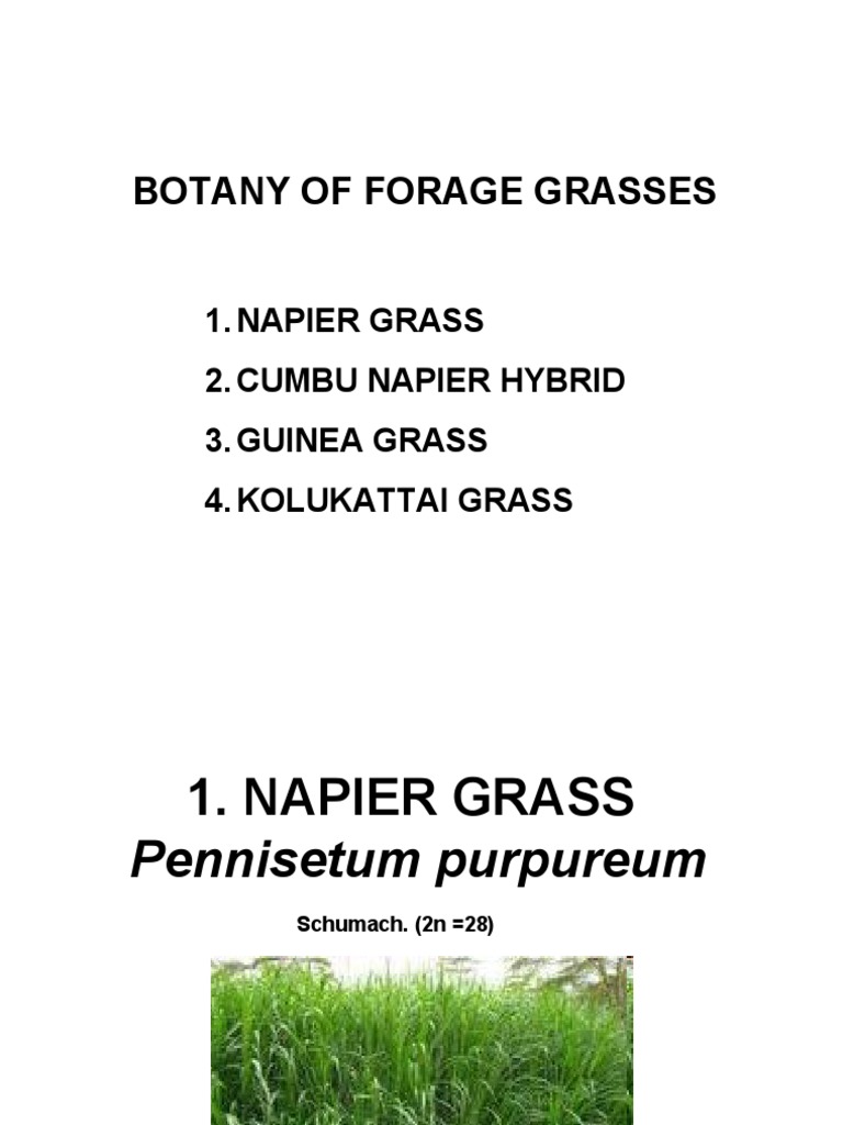 Botany of Forage Grasses: 1. Napier Grass 2. Cumbu Napier Hybrid 3 ...