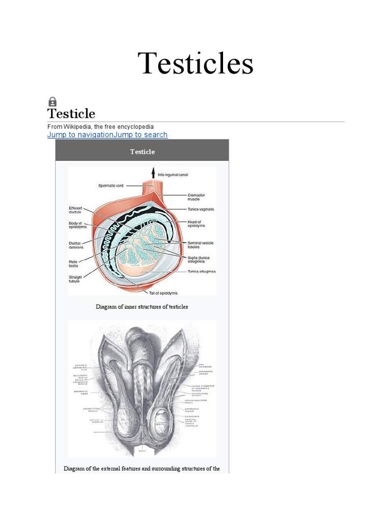 Testicles Research by Deez Part 1 | PDF | Testicle | Mammal ...