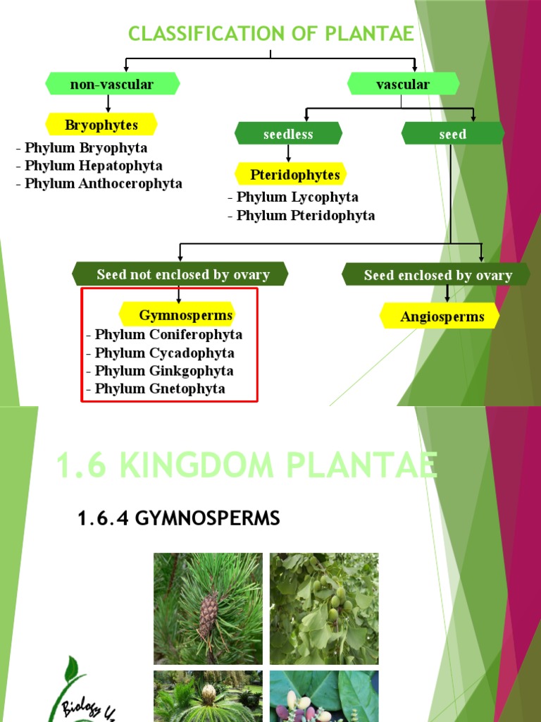 Phylum Ginkgophyta Examples