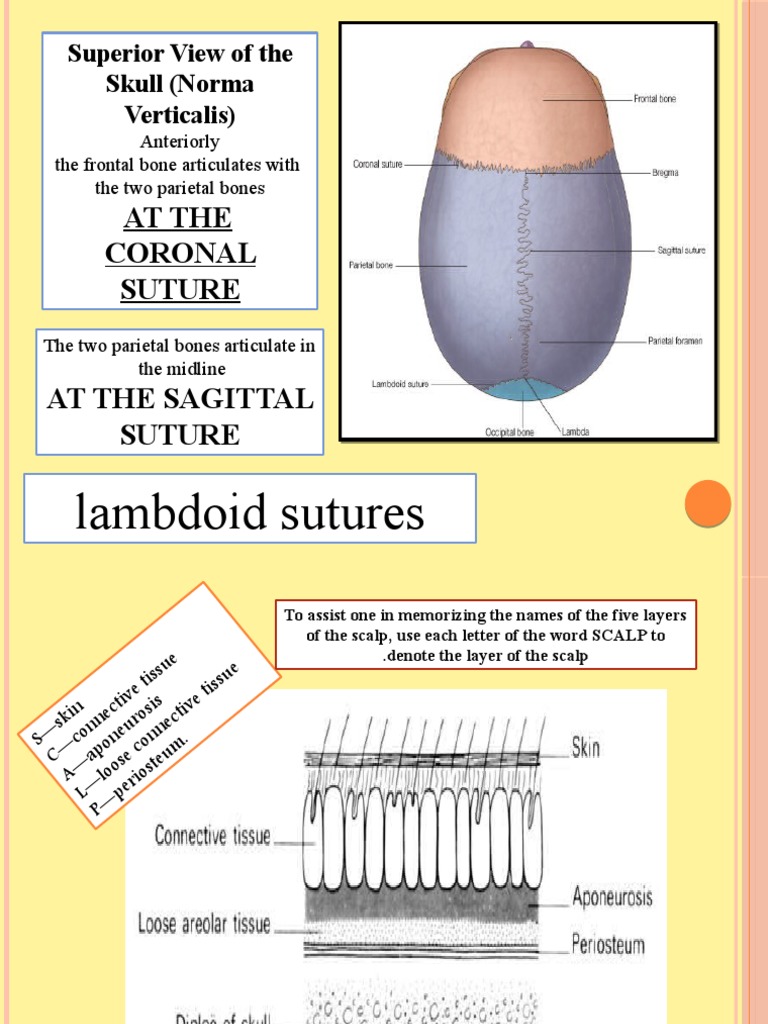 Lambdoid Sutures: at The Coronal Suture | PDF | Vein | Skull
