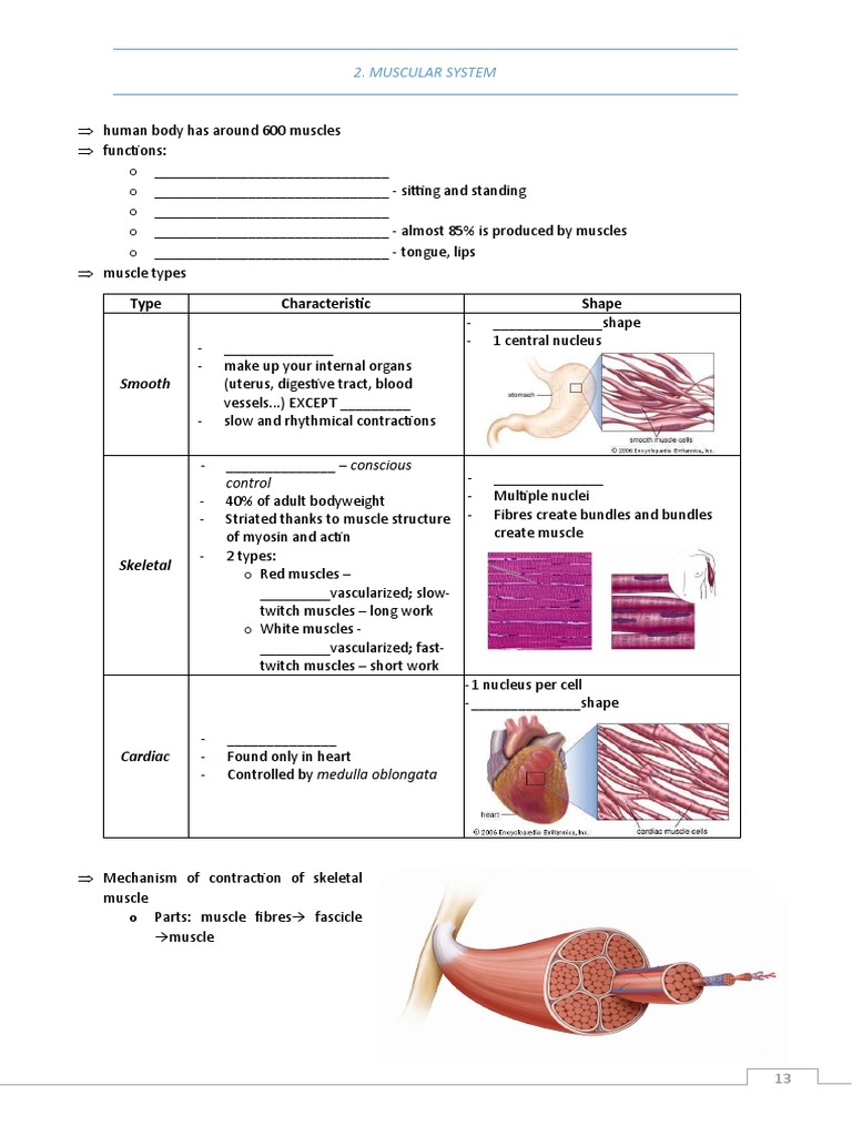 Muscular System - Worksheet | PDF | Muscle | Abdomen