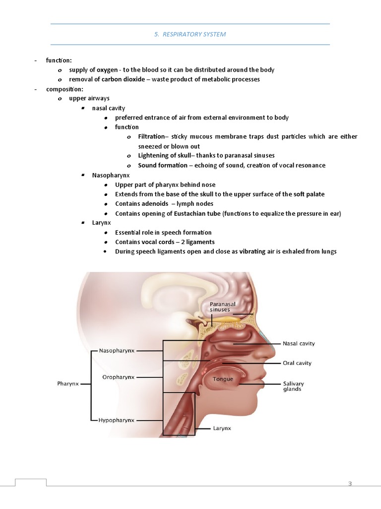 Respiratory System - Notes | PDF | Respiratory Tract | Lung