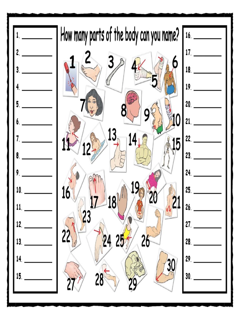 Body Parts Naming | PDF