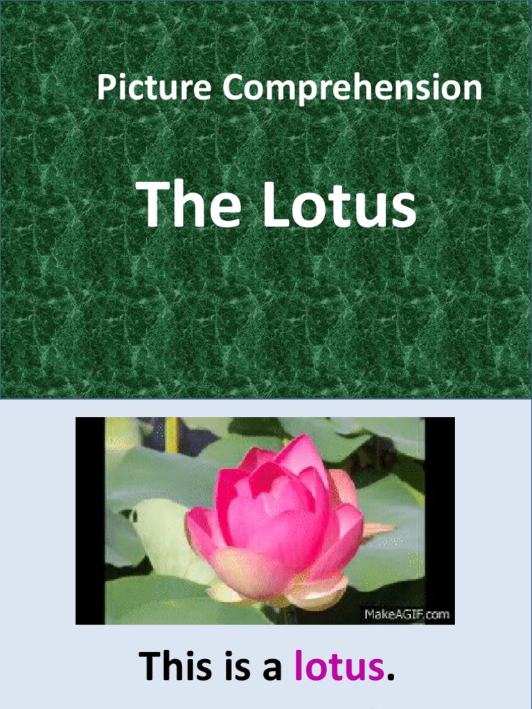 Lotus | PDF