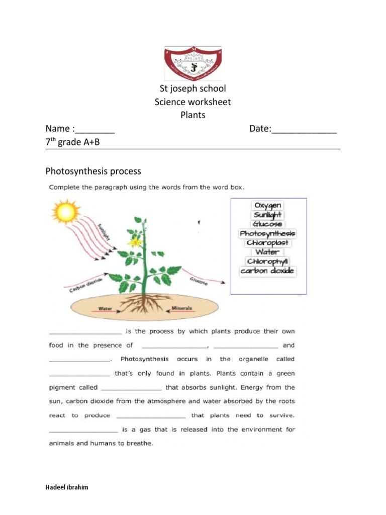 Photosynthesis Worksheet | PDF