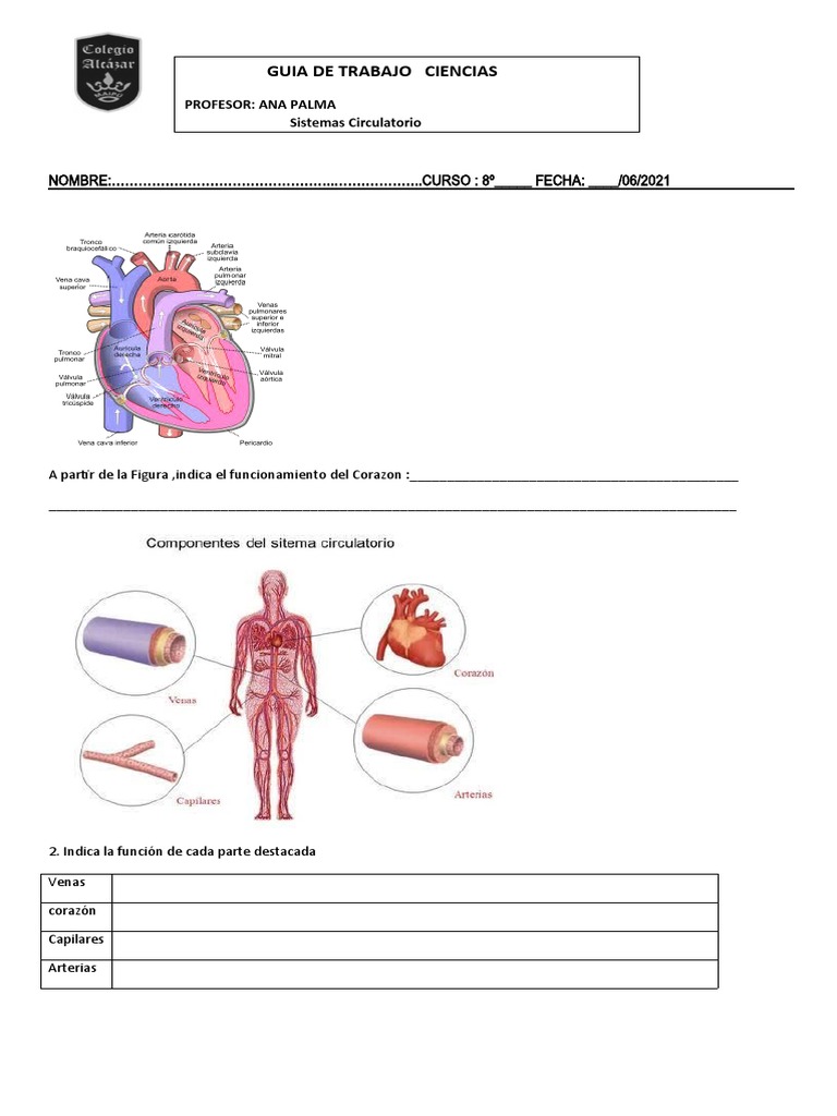 Guia Sistema Circulatorio | PDF | Informática