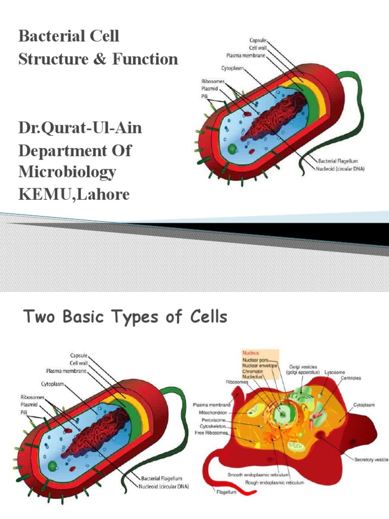 Bacterial Cell Structure Function | PDF | Bacteria | Cell (Biology)