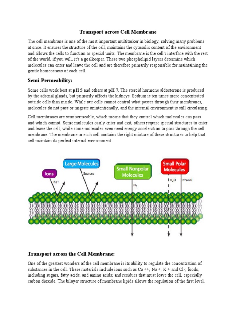SM. Transport Across Cell Membrane | PDF | Cell Membrane | Osmosis