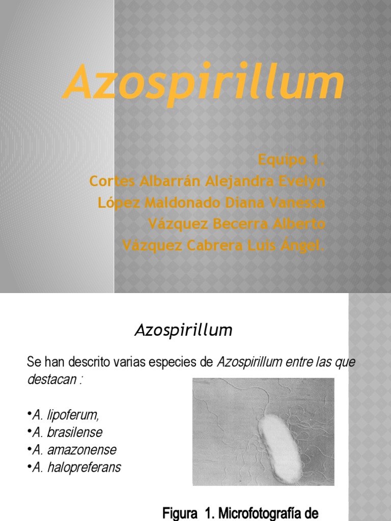 Azospirillum | PDF | Química | Bioquímica