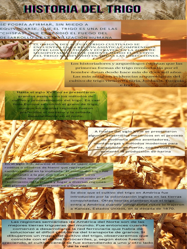 Origen e historia del trigo cultivado | PDF | Trigo | Agricultura
