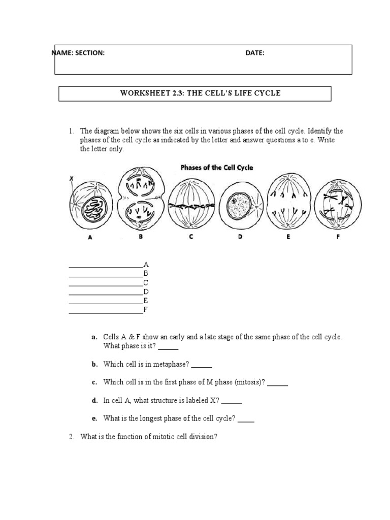 Worksheet 2.3 - Cell Cycle | PDF
