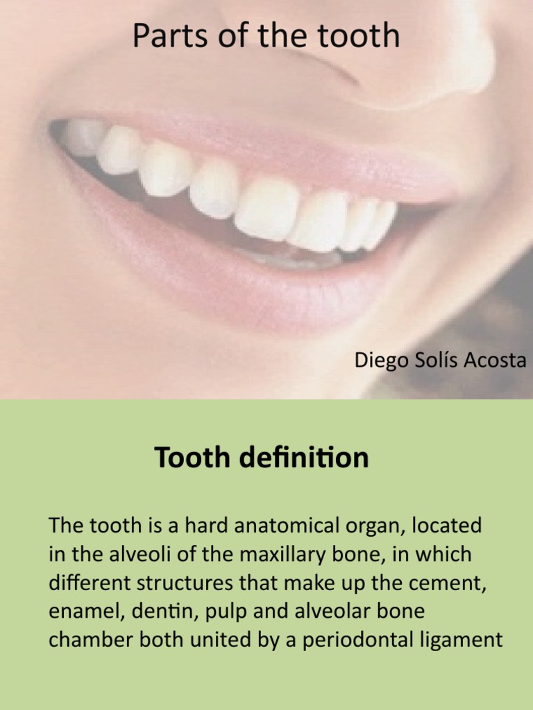 Parts of The Tooth | PDF | Tooth | Dental Anatomy