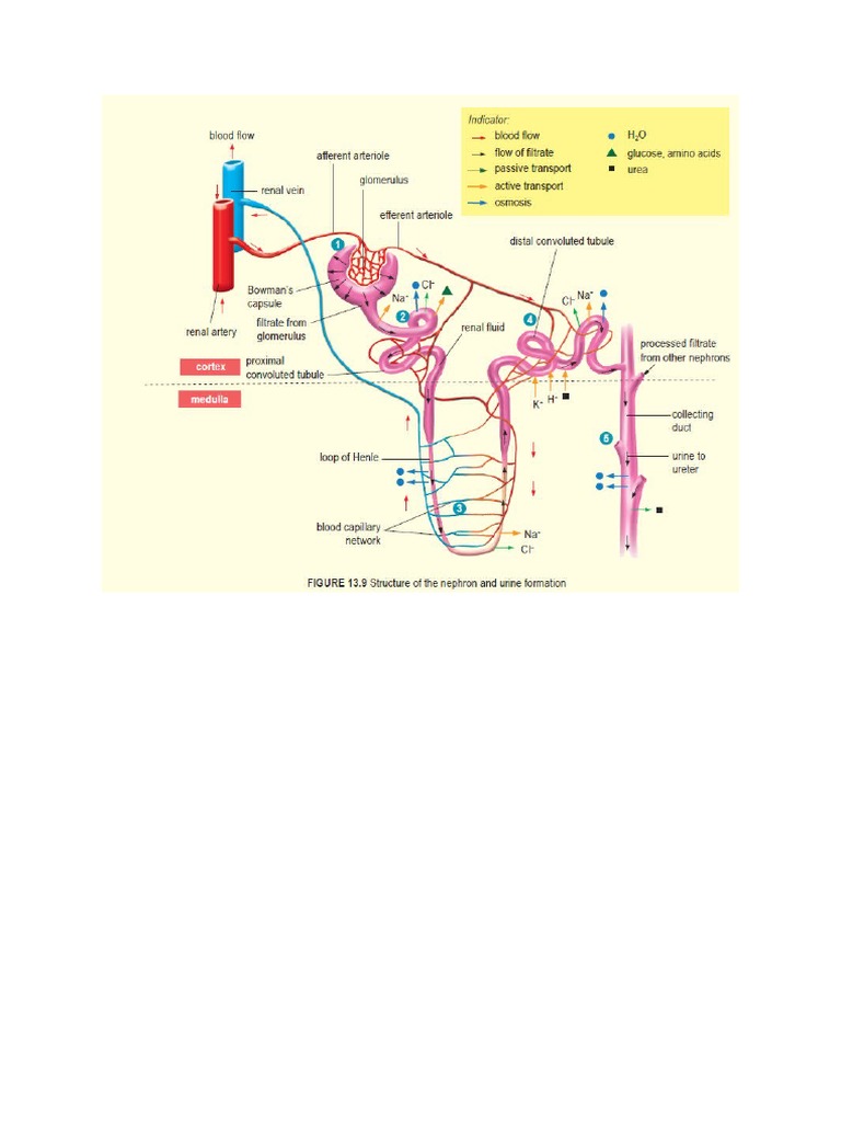 Structure of The Nephron and Urine Formation | PDF