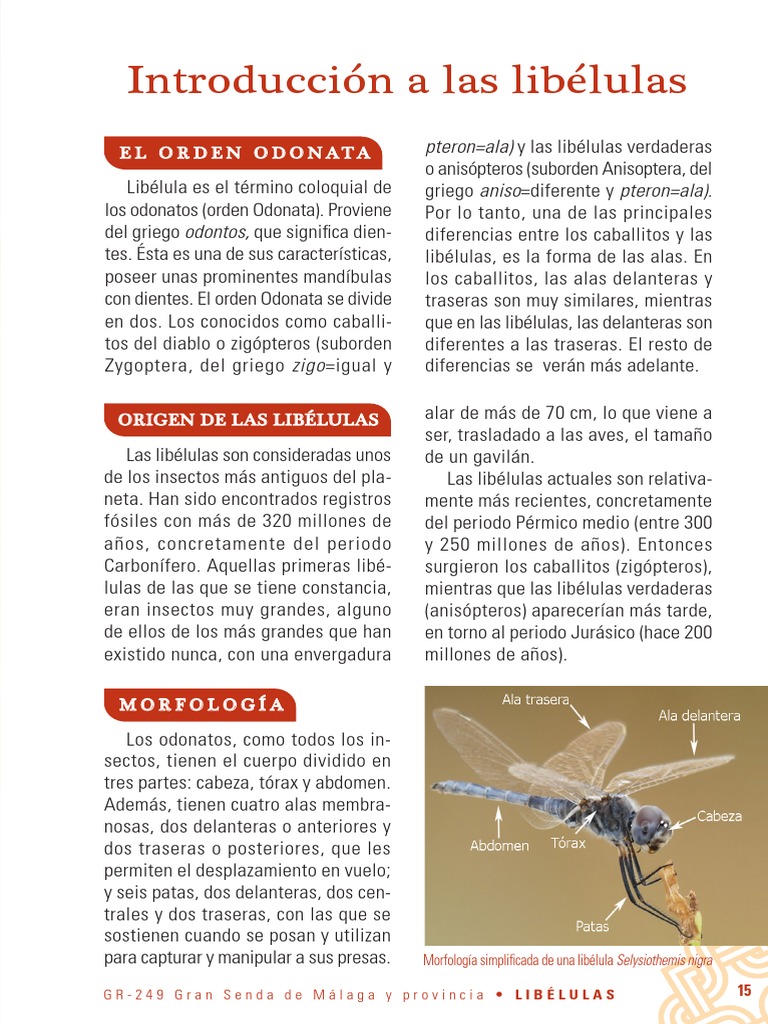 Introducción a las libélulas: anatomía, origen e historia evolutiva de ...