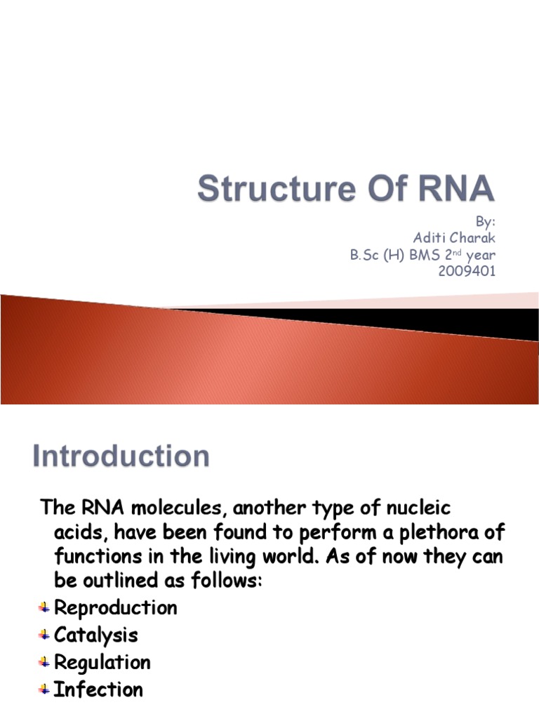 Structure of Rna | Download Free PDF | Rna | Messenger Rna