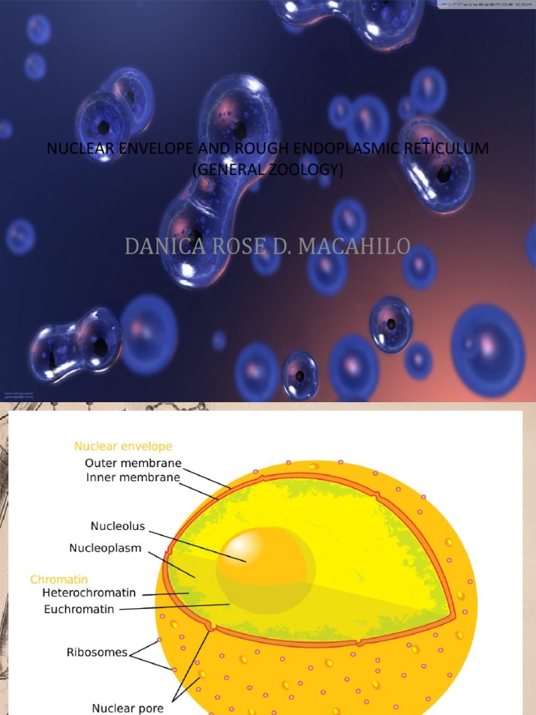 Nuclear Envelope and Rough Endoplasmic Reticulum | PDF | Endoplasmic ...