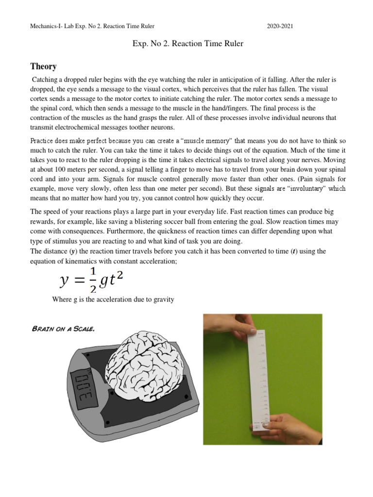 Exp. No 2. Reaction Time Ruler | PDF | Mental Chronometry | Brain