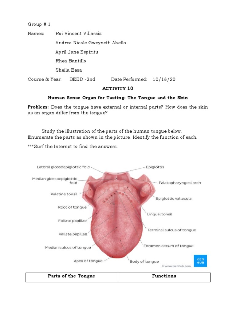 Parts Of The Tongue And Their Functions
