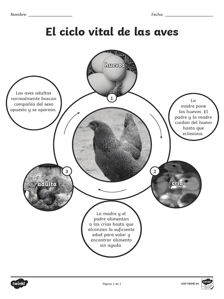 Ciclo de Vida de las Aves para Niños | PDF