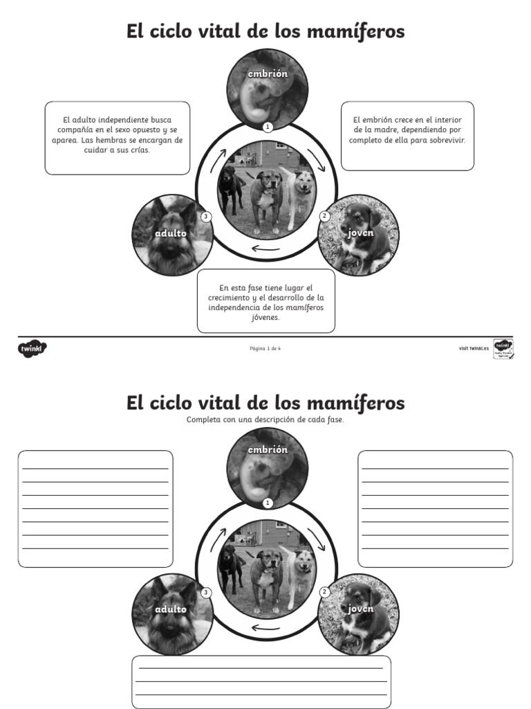 El Ciclo Vital de Los Mamiferos Ficha de Actividad | PDF | Zoología ...