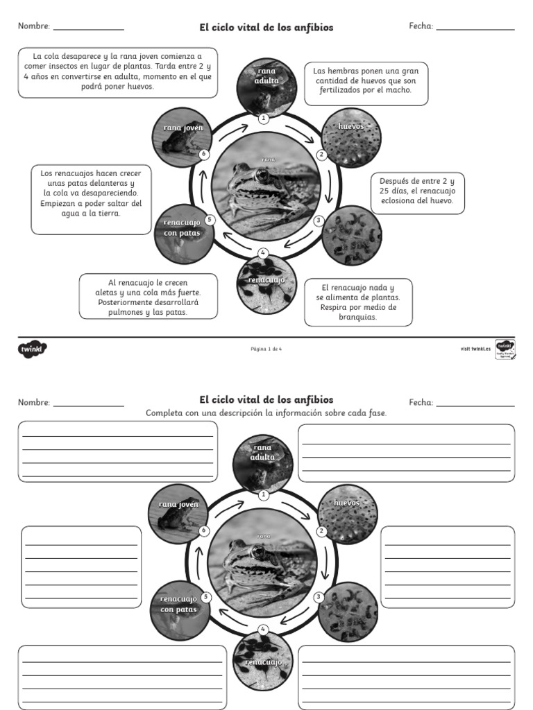 El Ciclo Vital de Los Anfibios Ficha de Actividad | PDF | Anfibio | Rana