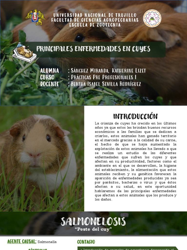 Enfermedades Comunes en Cuyes | PDF | Enfermedades y trastornos ...