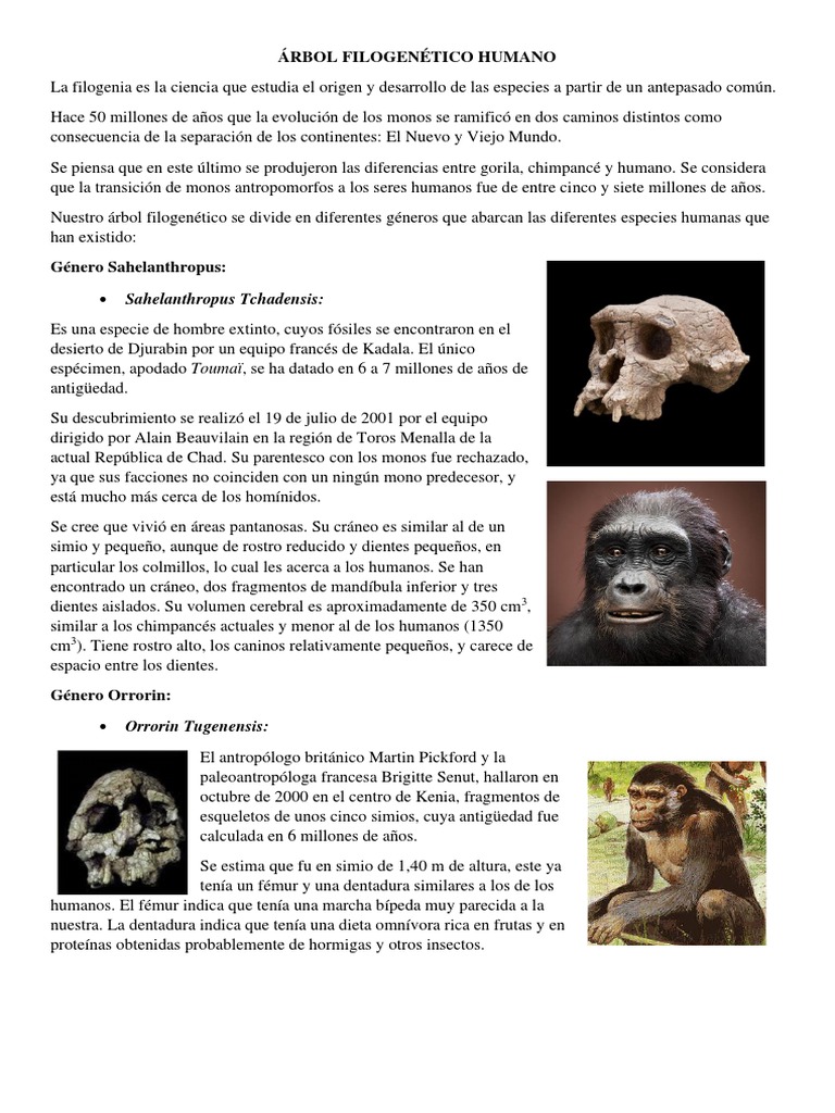 Árbol Filogenético de Hominidos | PDF | Homo | Paleoantropología