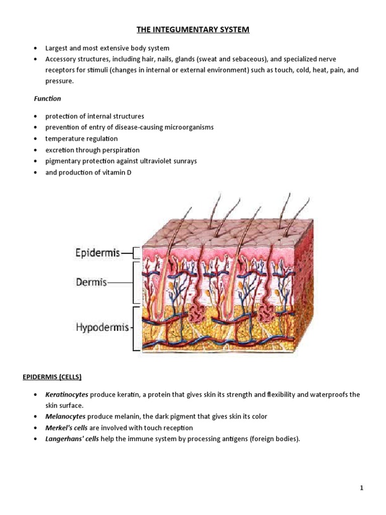 The Integumentary System | PDF | Integumentary System | Skin
