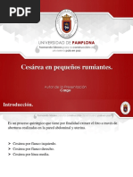 Visita Al Rastro | PDF | Carne | Matadero
