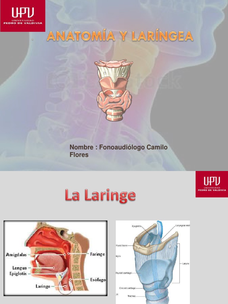 Anatomía de Laringe | PDF | Laringe | Anatomía humana