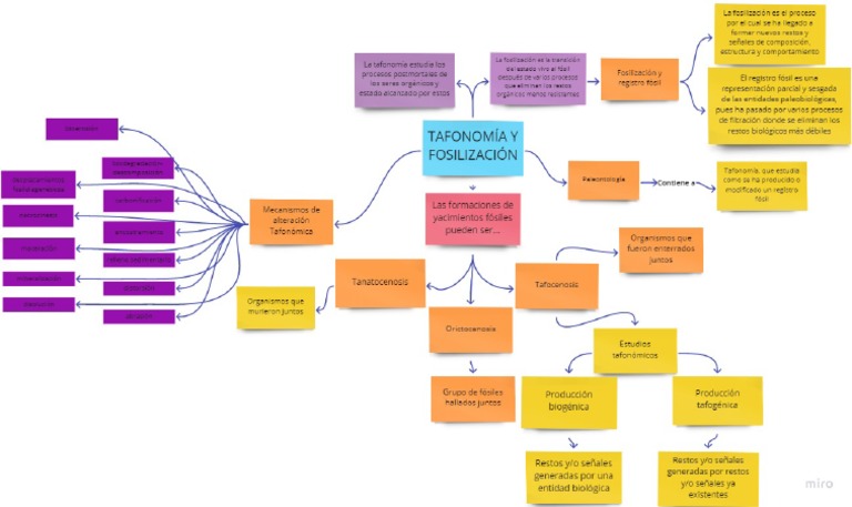 Mapa Conceptual Tafonomía y Fosilización | PDF
