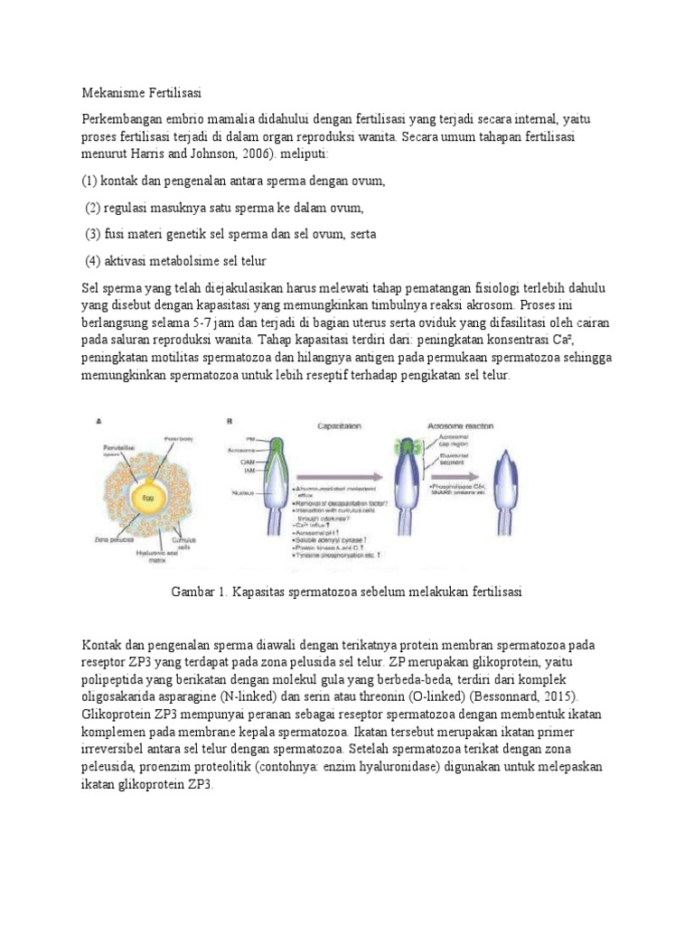 Mekanisme Fertilisasi | PDF | Sains & Matematika