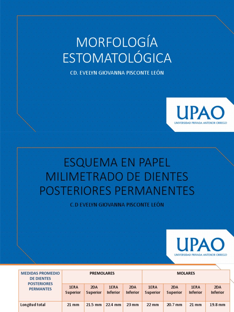 Medidas de Dientes Posteriores Permanentes | PDF