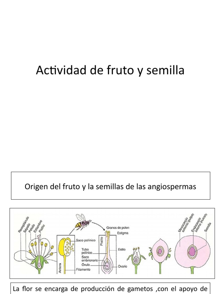 Teoria Fruto y Semilla | PDF | Fruta | Semilla