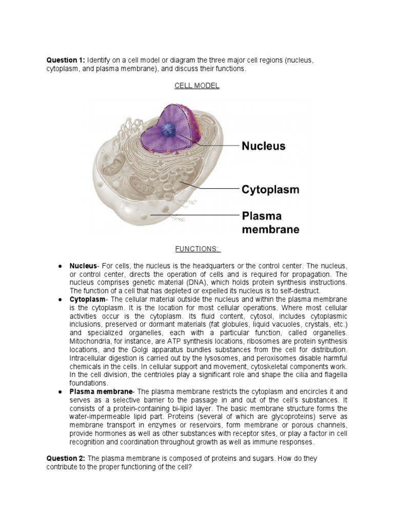 Question 1: Identify On A Cell Model or Diagram The Three Major Cell ...