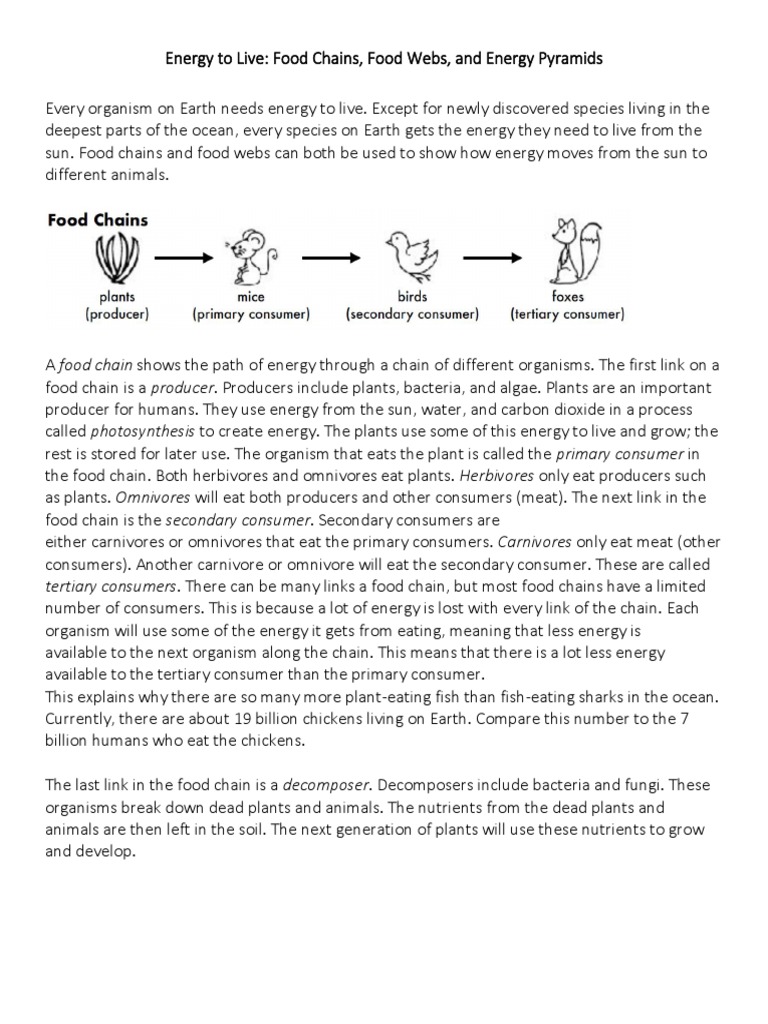 Energy Flow in Food Chains and Webs | PDF | Food Web | Herbivore